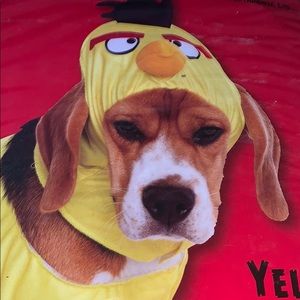 angry birds | Other | Yellow Bird Dog Halloween Costume Small | Poshmark